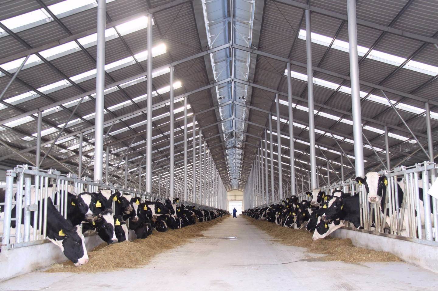 Feed Additives in Cattle: A Comprehensive Look at Benefits, Concerns ...